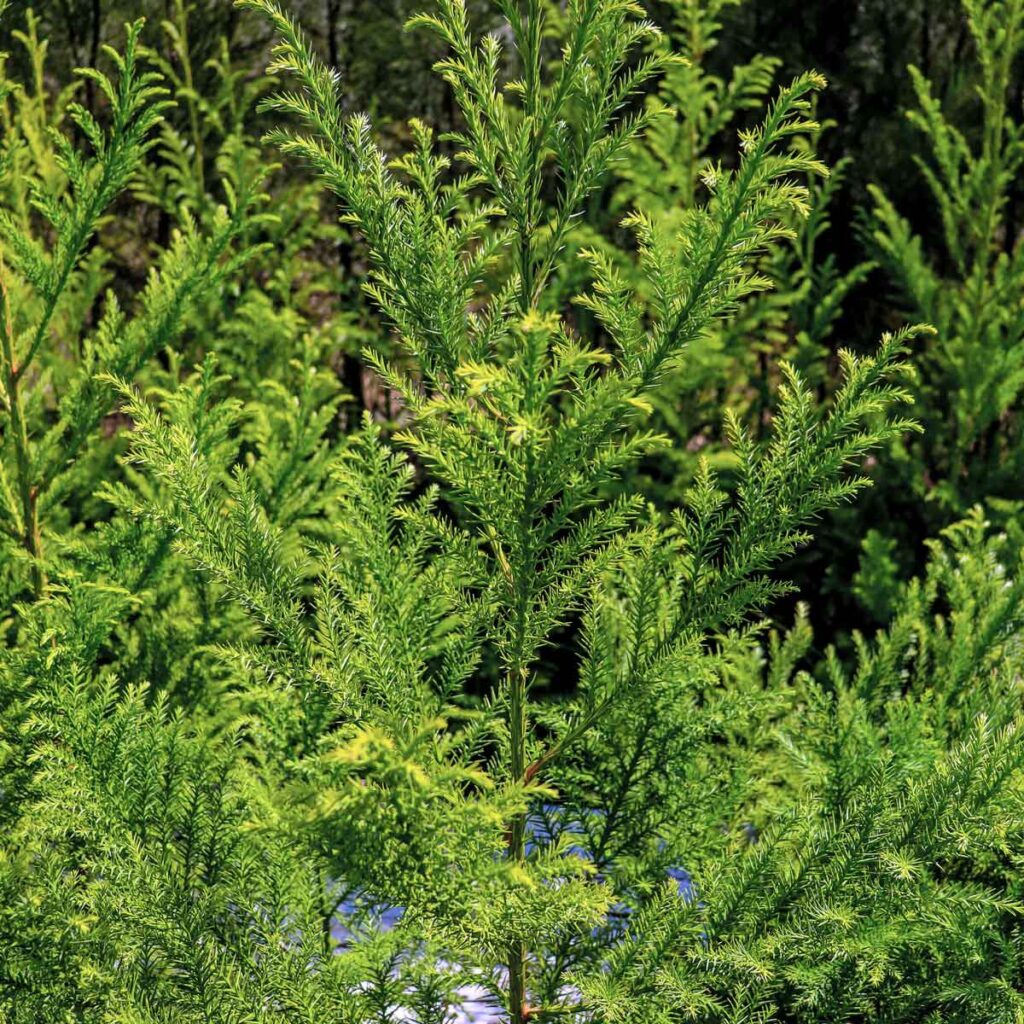 Potted Japanese Cedar (Cryptomeria japonica) - XXL | Te Puke Nurseries