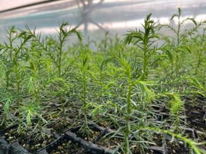 Kiwifruit Plants | Te Puke Nurseries