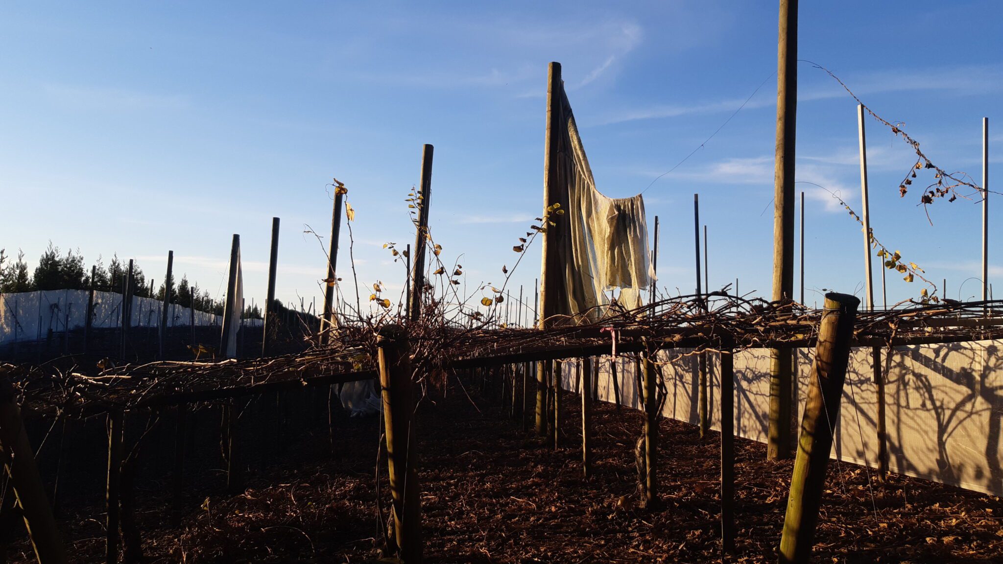 Solutions & Support | Te Puke Nurseries