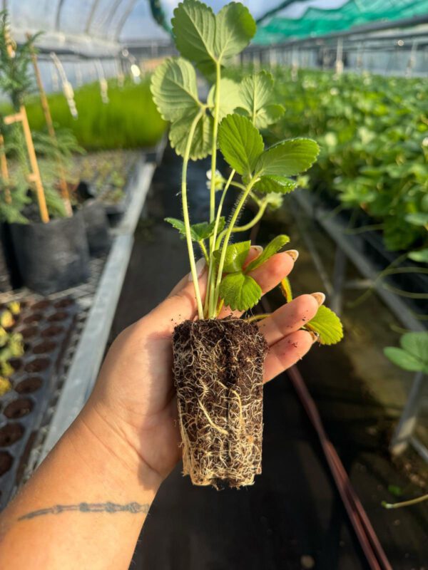 Strawberry Plugs | Commercial Strawberry Plants NZ